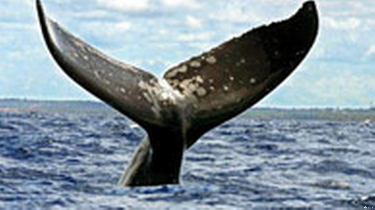 Ureinwohner dürfen bedrohte Wale jagen – DW – 26.06.2010