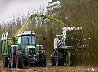 Fast-Growing Wood as an Energy Crop – DW – 11/19/2012