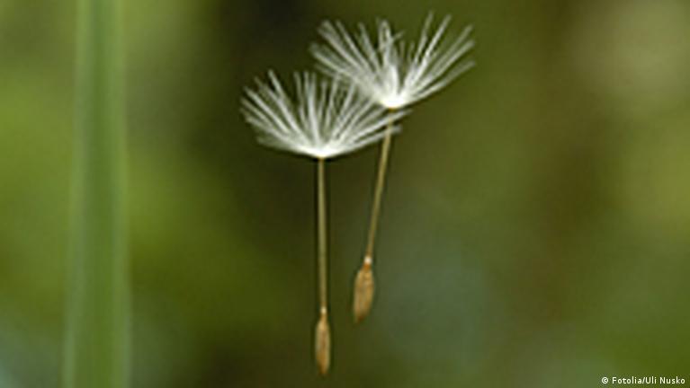 Die Luft ist rein: Redewendungen rund um die Luft – DW – 06.09.2021