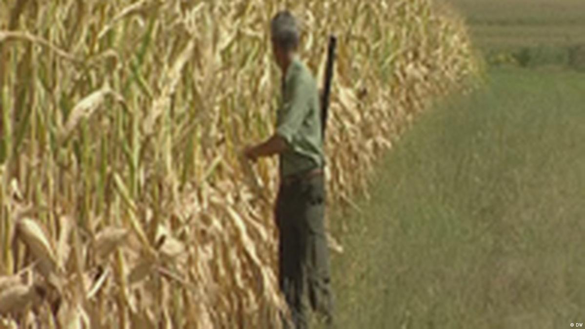 Hungary: Farmers Fight Back Against Crop Thieves – DW – 09/02/2011