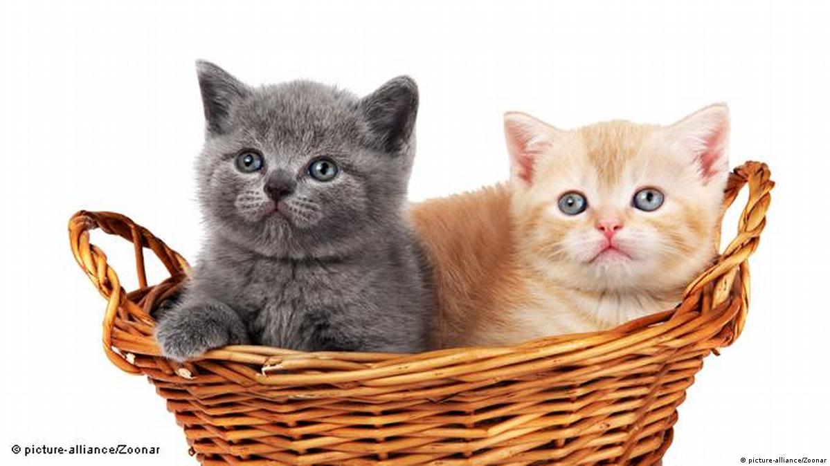 Kucing - Hewan Terpopuler di Jerman – DW – 25.05.2015
