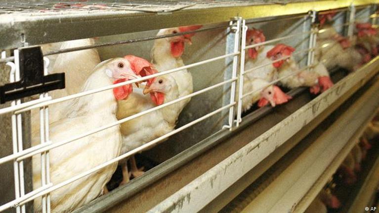 Good news for Germany's chickens – DW – 06/16/2023
