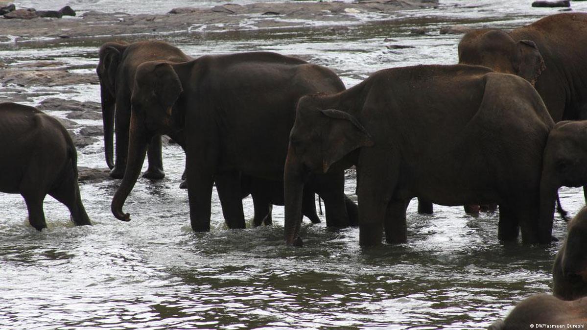 WWF: Gajah Sumatra Terancam Punah – DW – 24.01.2012