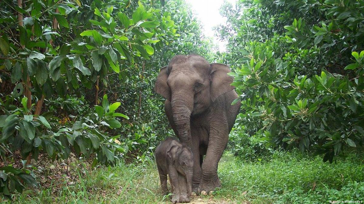 The 10 longest-living animals – DW – 01/09/2015