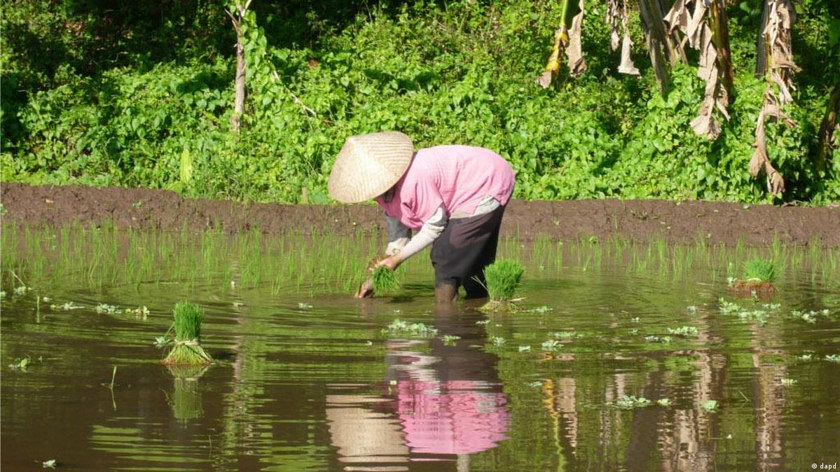 Making rice greener – DW – 03/01/2011