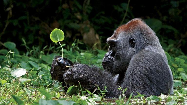 Top 5 ecotourism projects in Africa
