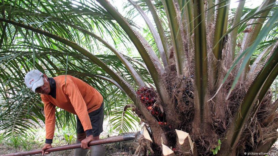 EU palm oil deal stirs controversy