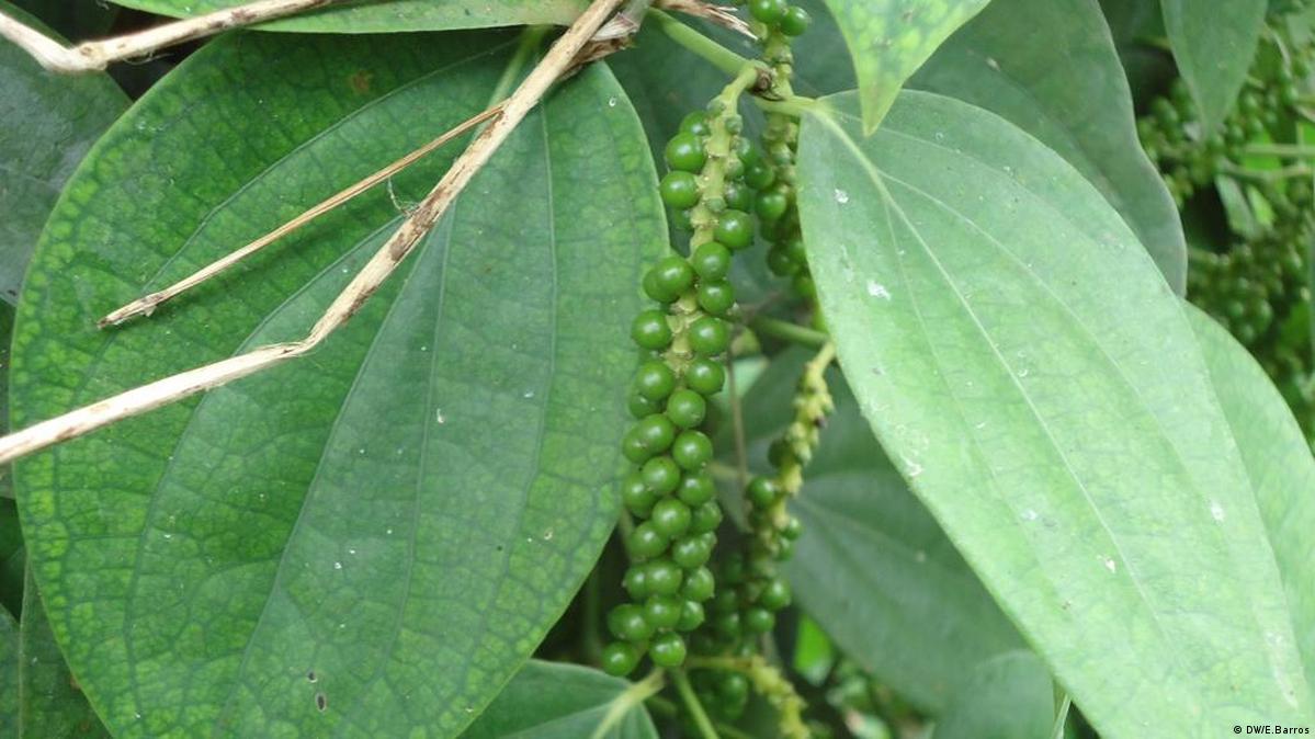 Agricultura – DW – 13/02/2012