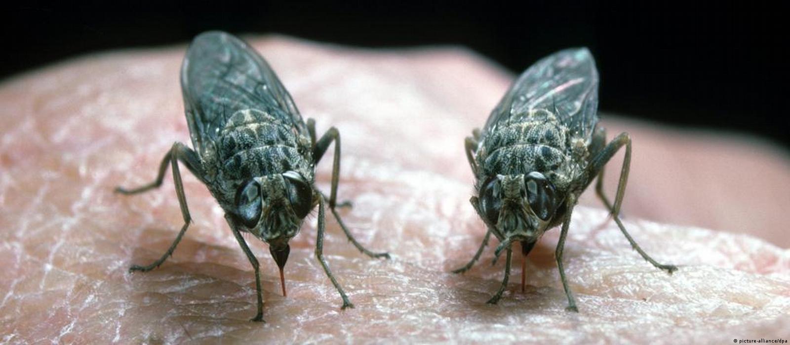 Tsetse Fly Sleeping Sickness