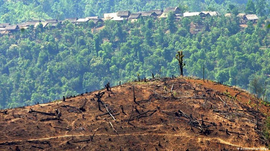 Kooperativer Waldschutz in Myanmar – DW – 06.08.2013