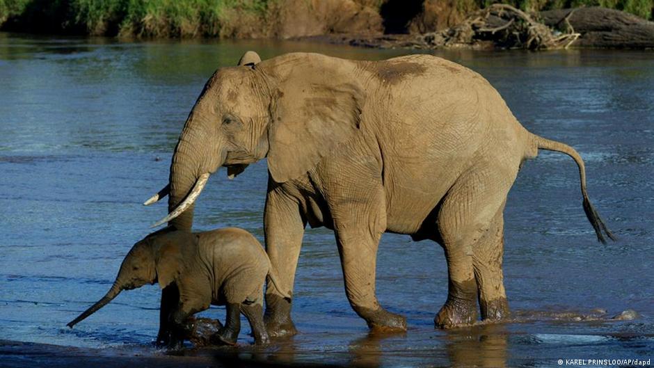Elephants facing "extinction"