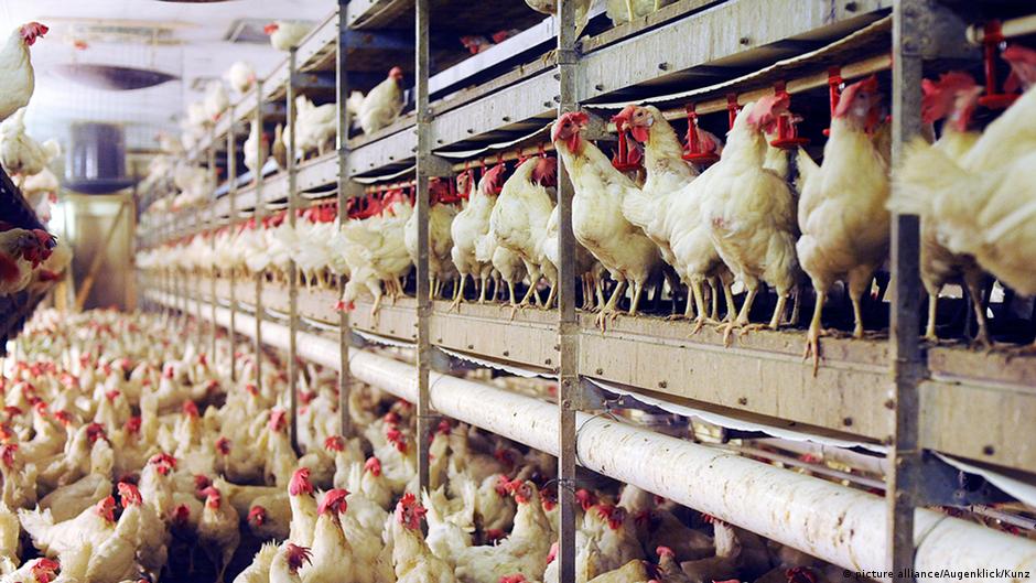 Factory farming reform