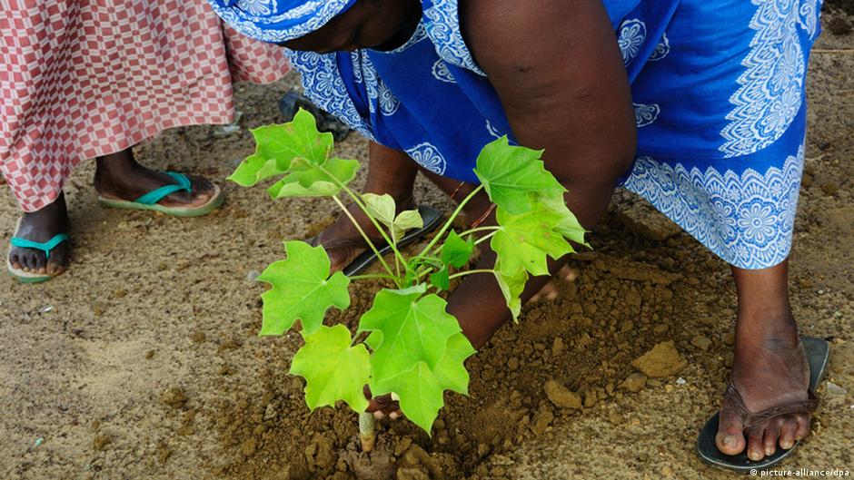 How climate change impacts Senegal – DW – 12/07/2015