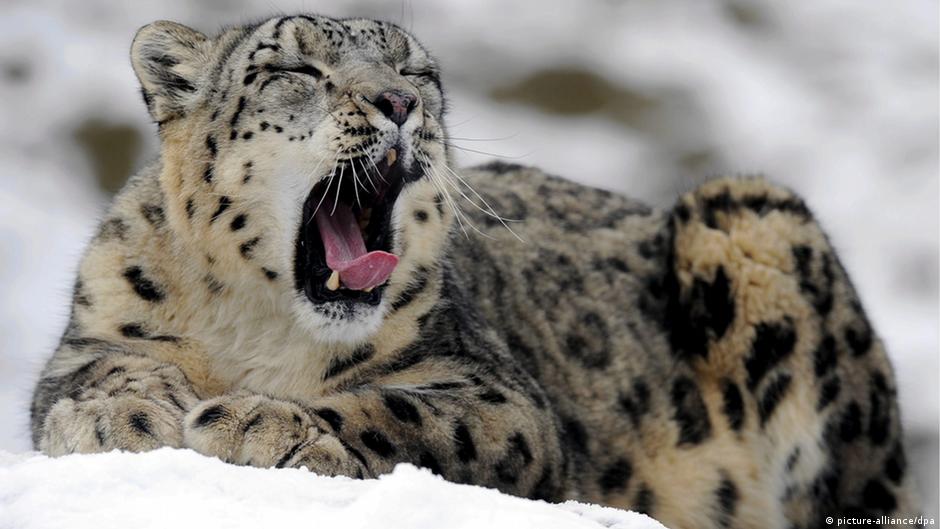 Do all animals yawn? – DW – 06/14/2019