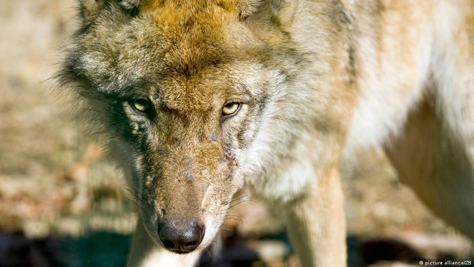 Ukraine's wolfman – DW – 05/17/2012