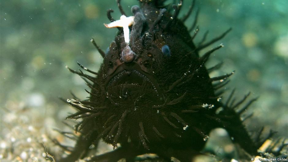 Misteri Setan Laut Hitam – DW – 05.12.2014