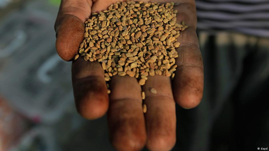 Big animals, small seeds – DW – 07/24/2015