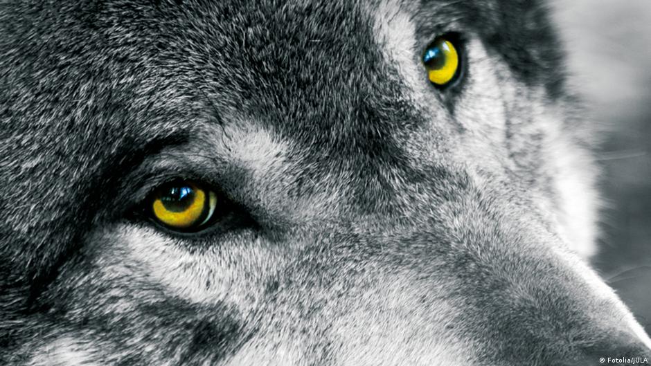 Spain’s wolves make a comeback – DW – 01/15/2015