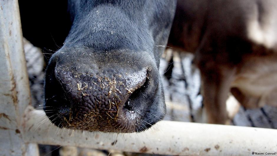 Computer-controlled life of a cow – DW – 12/31/2012