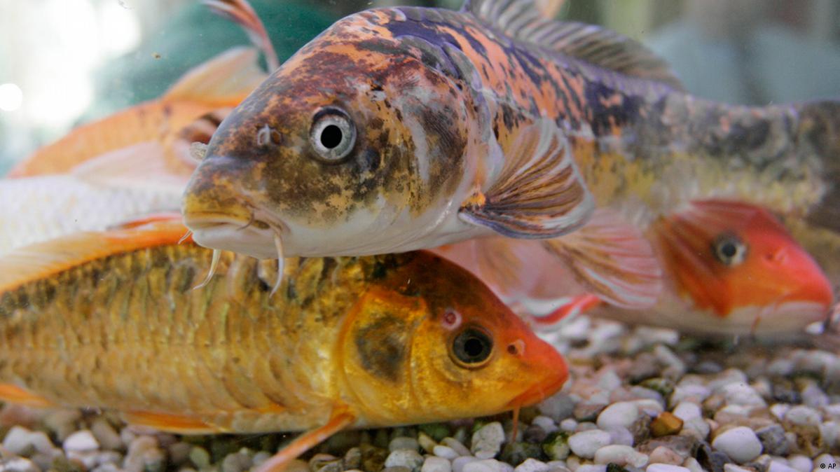 Big fish escape the net – DW – 02/01/2013