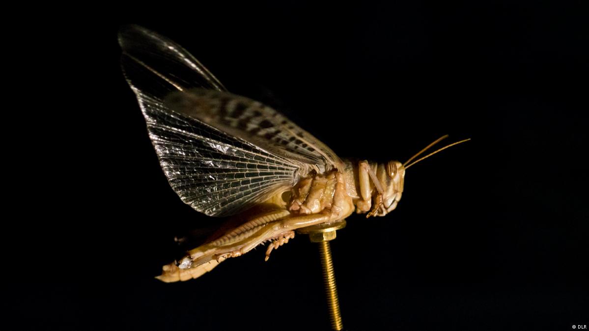 Locust blueprint – DW – 07/12/2012