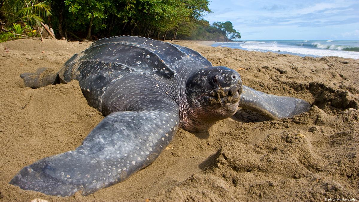 Crushed turtles – DW – 07/11/2012