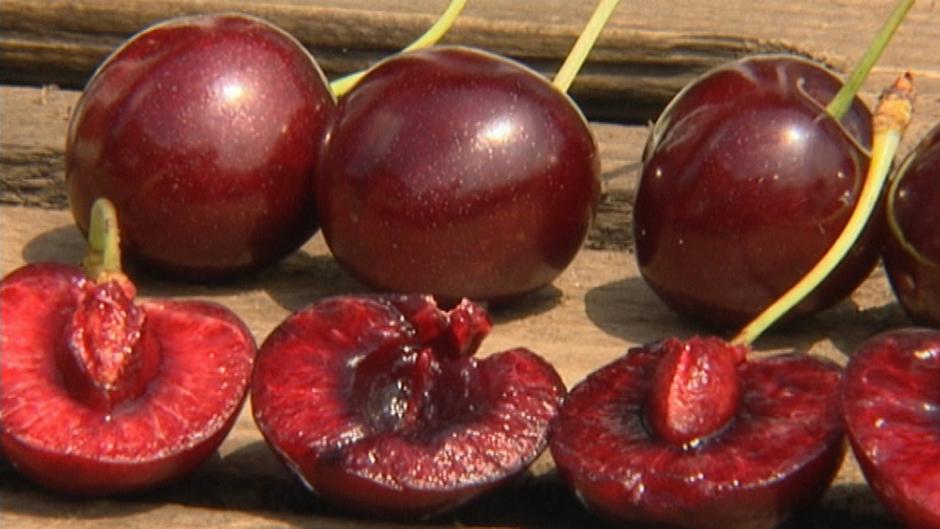 Sweet and healthy - cherries – DW – 08/23/2012