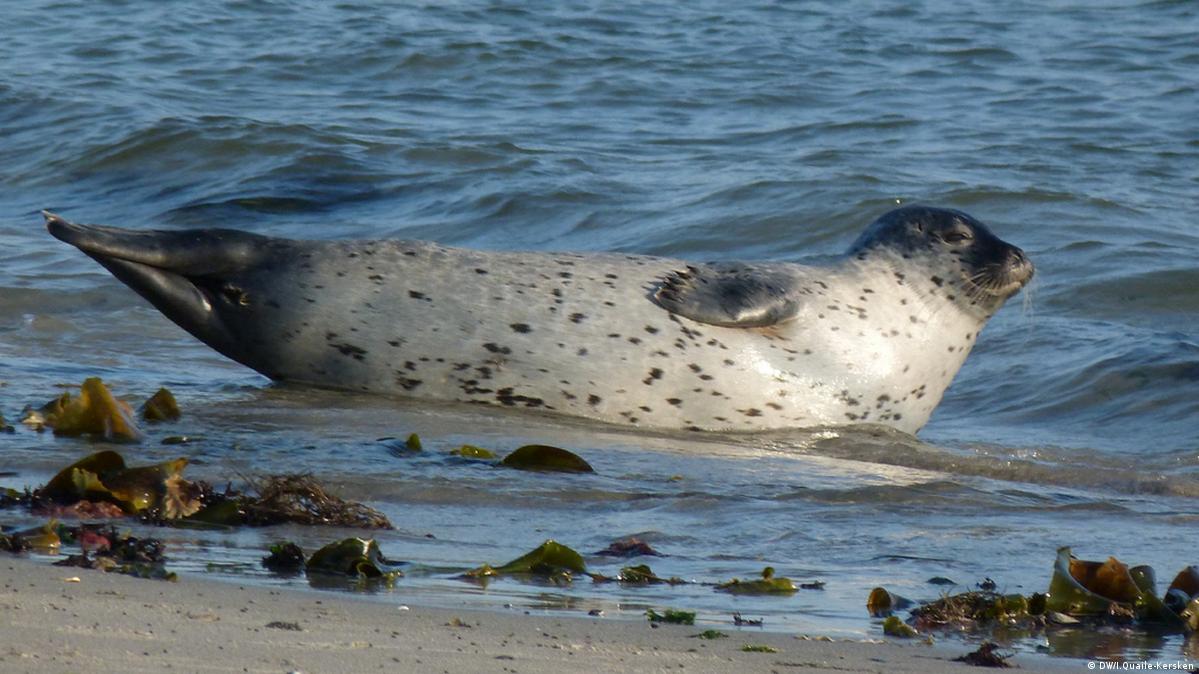 Wadden Sea seals – DW – 10/28/2015