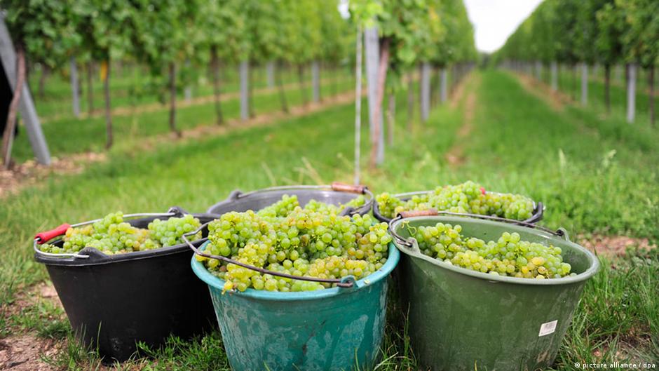 The Fully Automated Grape Harvest – DW – 02/24/2014