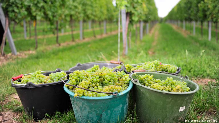 The Fully Automated Grape Harvest – DW – 02/24/2014