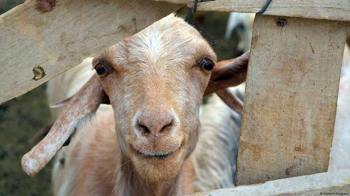 Koze usred grada – DW – 20.01.2018