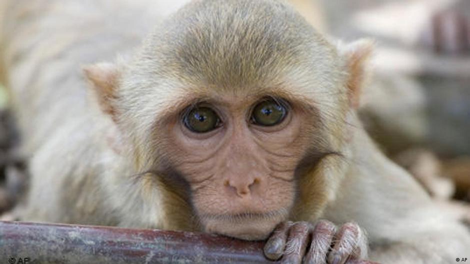 Animal testing in Germany – DW – 05/06/2015