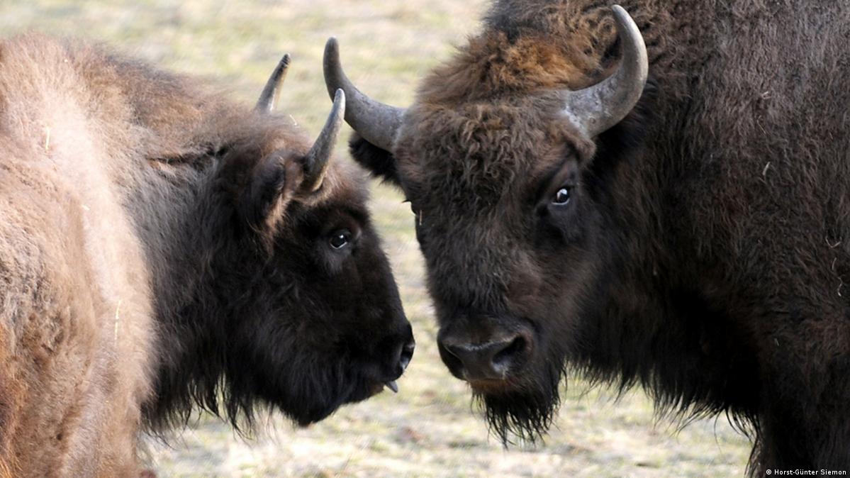 Wild bison – DW – 10/02/2012