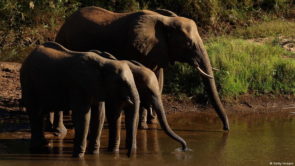 Poaching becomes a global security threat – DW – 05/30/2013