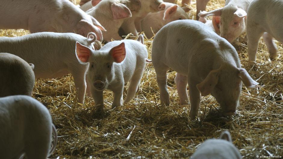 Pigs: sociable and quick to learn – DW – 03/27/2016