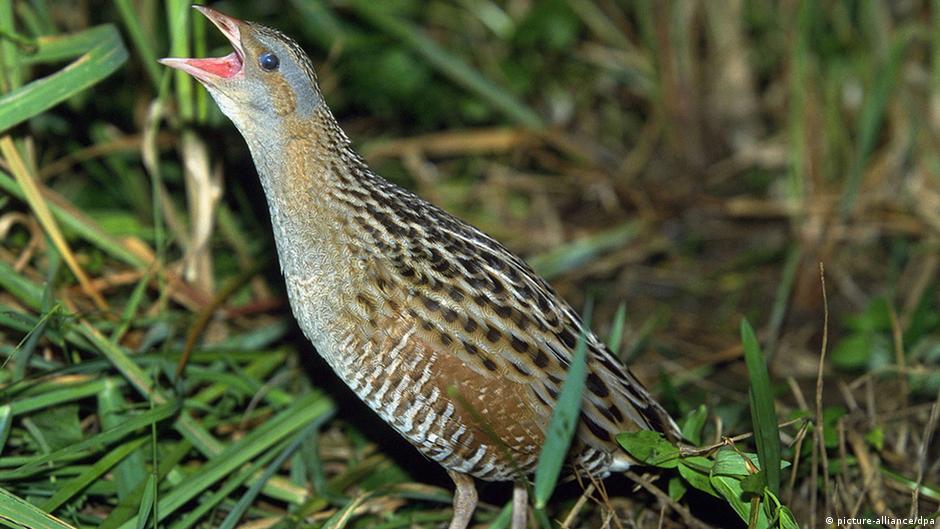 A big job – DW – 05/26/2014