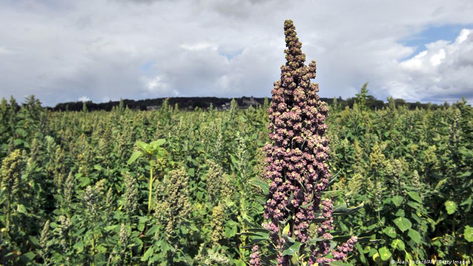 The International Year of Quinoa – DW – 05/13/2013