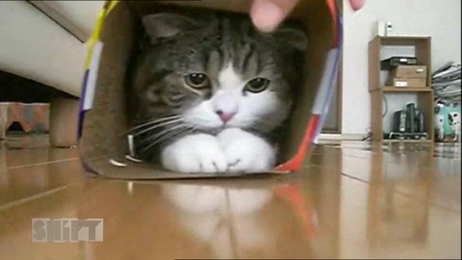 Cats Go Viral – DW – 02/18/2013