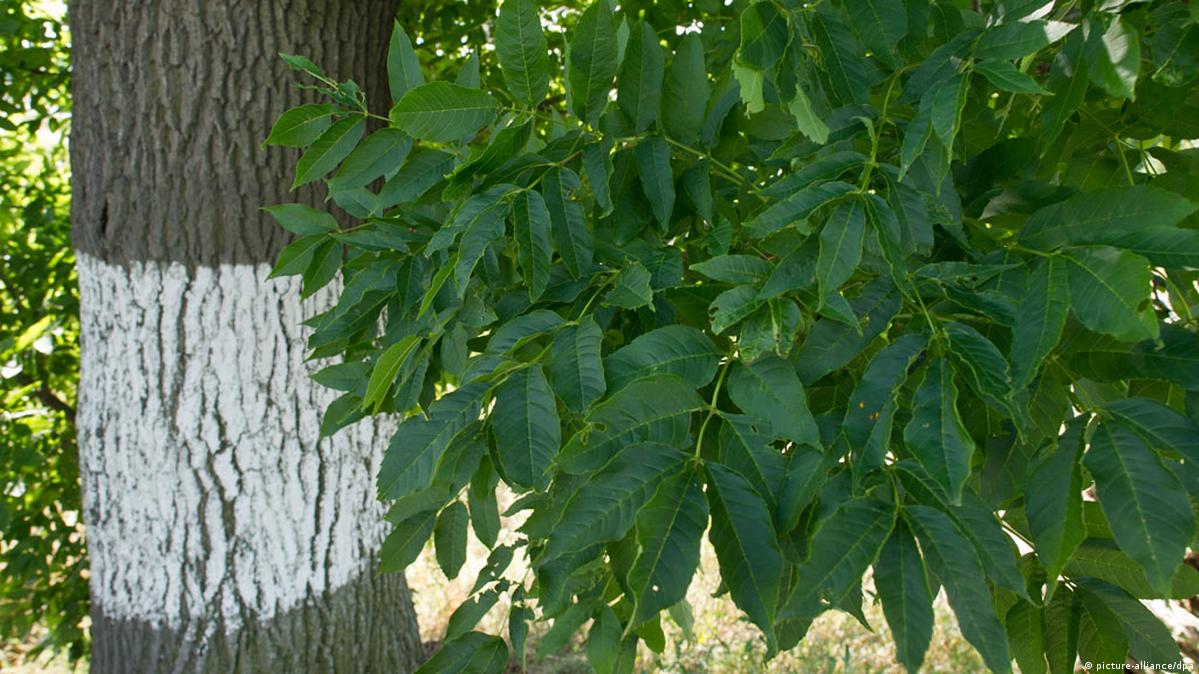 Ash tree disease – DW – 11/09/2012