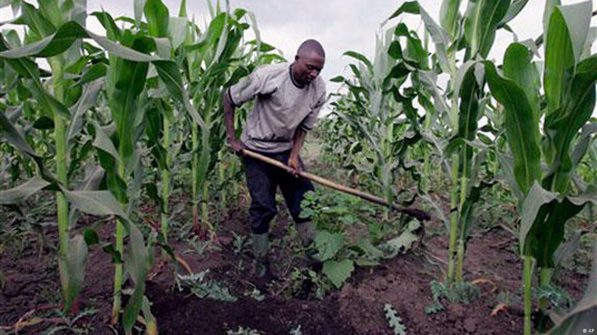 Opinion: Tanzanian farmers must become competitive – DW – 08/26/2017