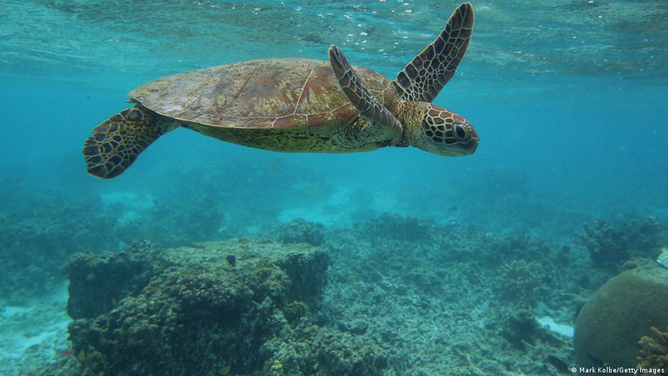 Turtle's-eye view