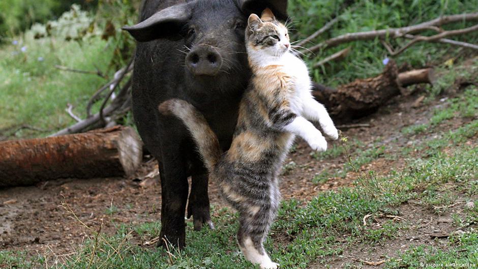 Happy and Sad - The Inner Lives of Animals – DW – 04/15/2013