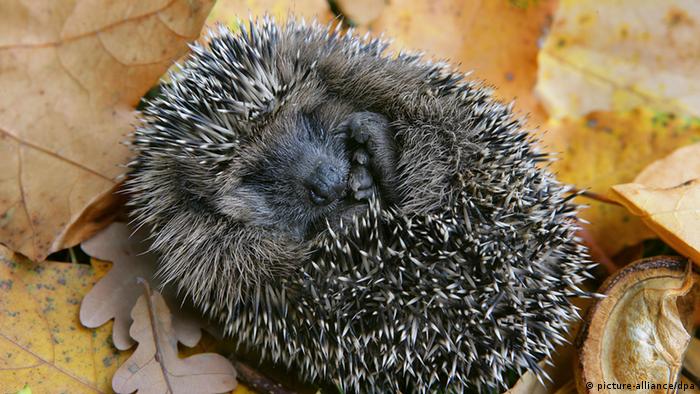¿Cómo se protegen los animales del frío en invierno? | Todos los ...