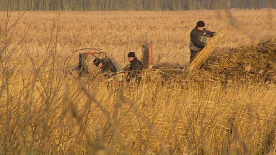 At the Reed Harvest – DW – 01/31/2013