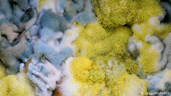 Mold - disgusting or delicious? – DW – 09/16/2016