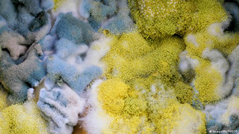 Mold - disgusting or delicious? – DW – 09/16/2016