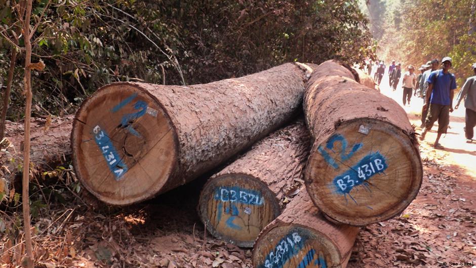 Illegal logging in Asia – DW – 03/05/2015