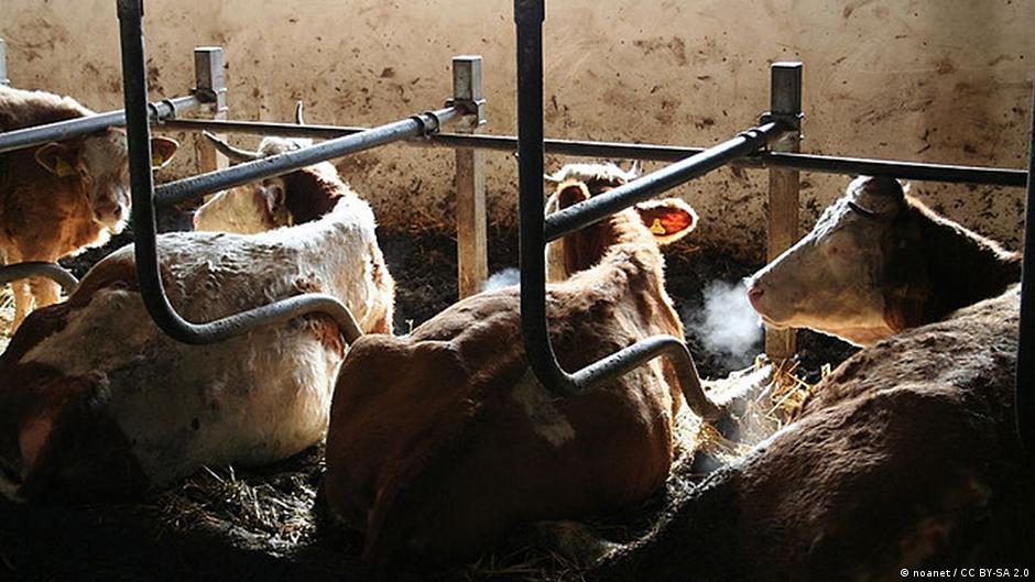 Cows on TV – DW – 07/11/2013