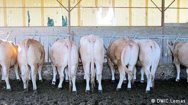 Flatulent cows – DW – 03/27/2013