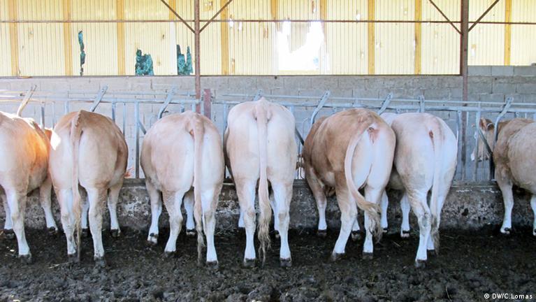 Flatulent cows – DW – 03/27/2013